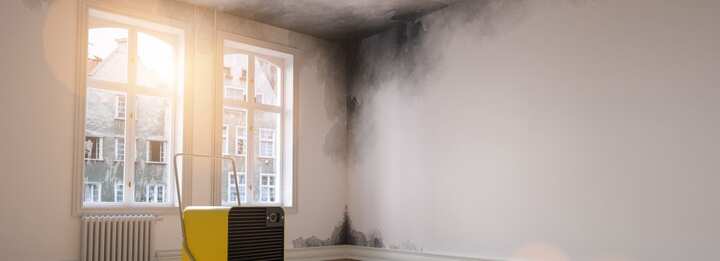 Mold Removal & Remediation Services Near Me In Jonesboro, AR Mold Removal & Remediation Services Near Me In Jonesboro, AR